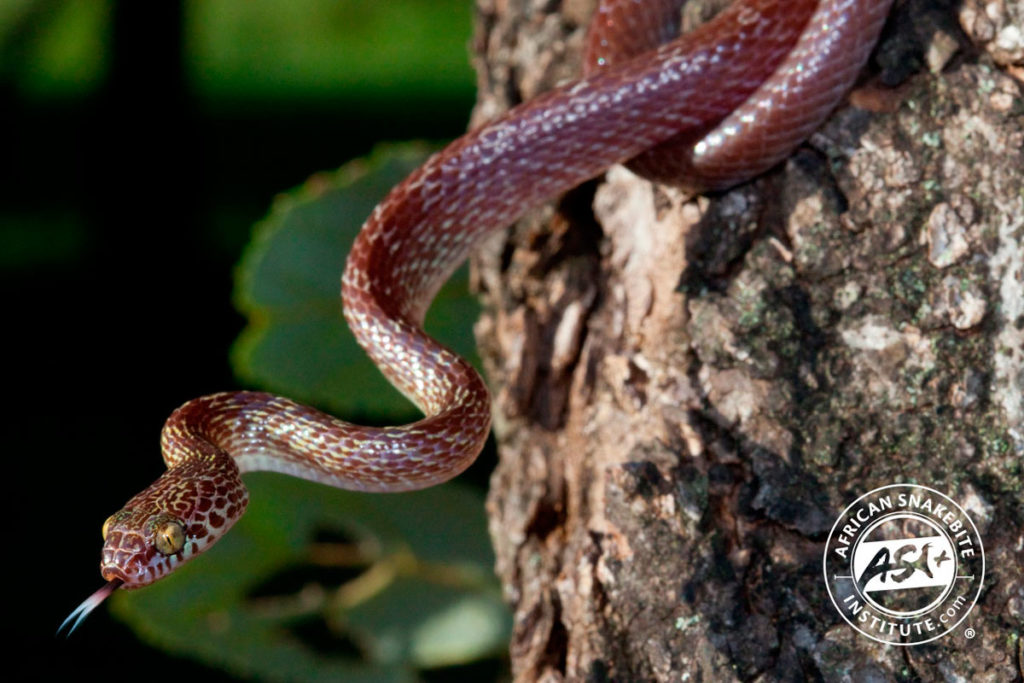 Marbled Tree Snake - African Snakebite Institute