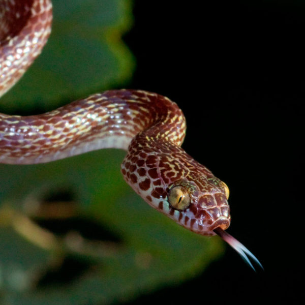 Marbled Tree Snake - African Snakebite Institute