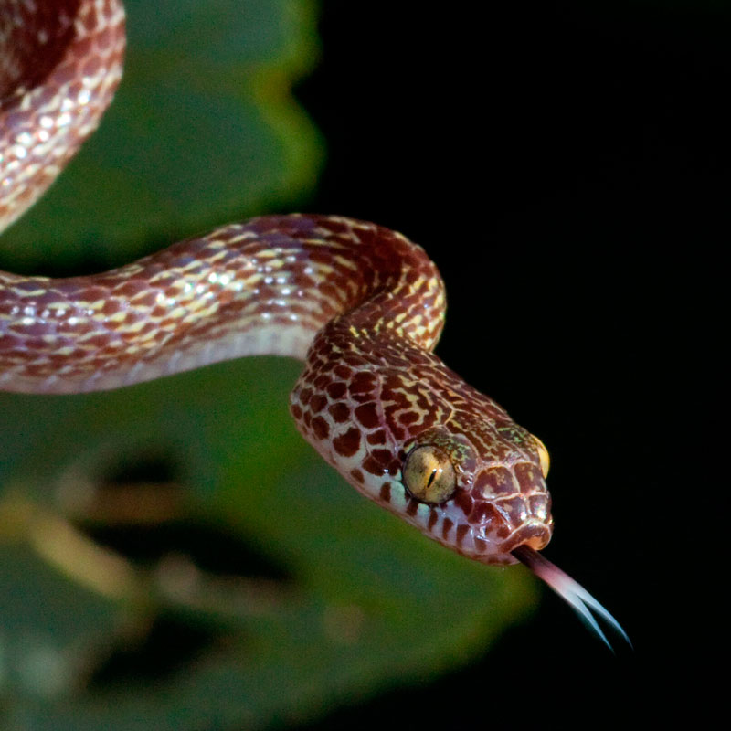 Marbled Tree Snake - African Snakebite Institute