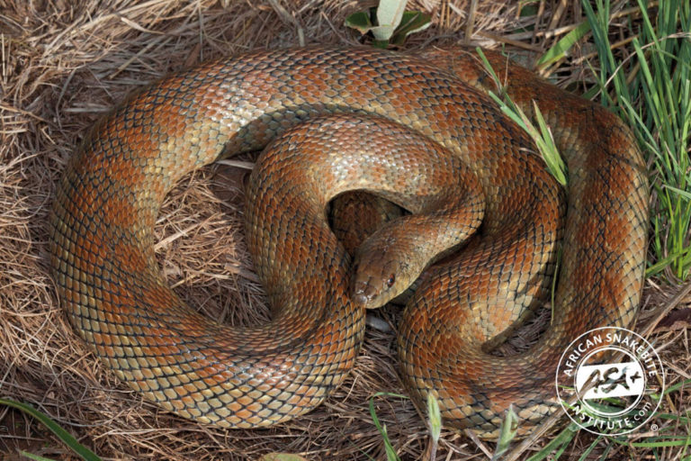 Mole Snake - African Snakebite Institute