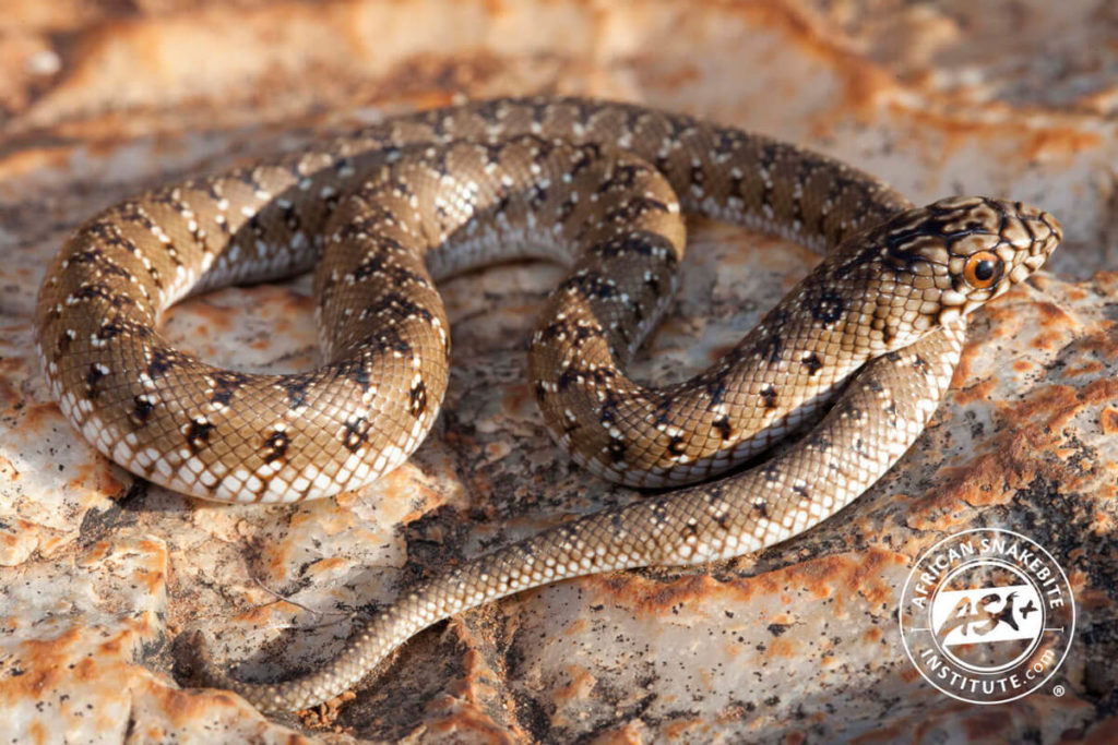 Mole Snake - African Snakebite Institute