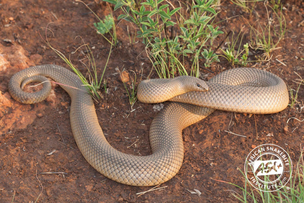 Mole Snake - African Snakebite Institute