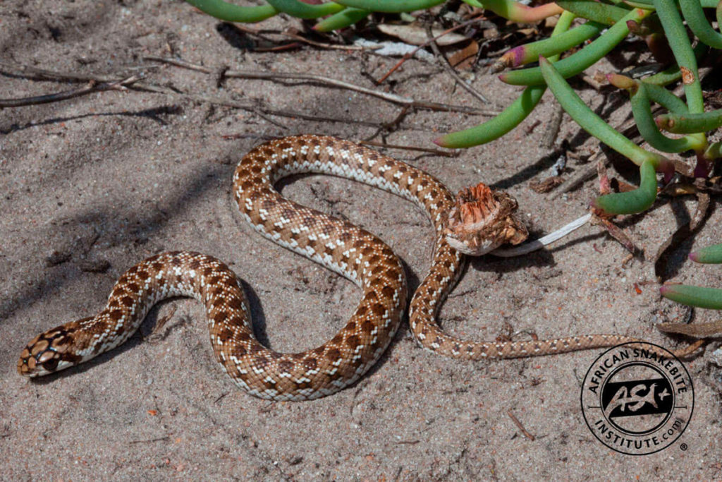 Mole Snake - African Snakebite Institute