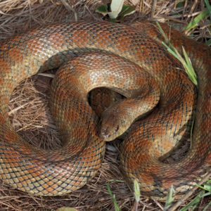 Mole Snake - African Snakebite Institute