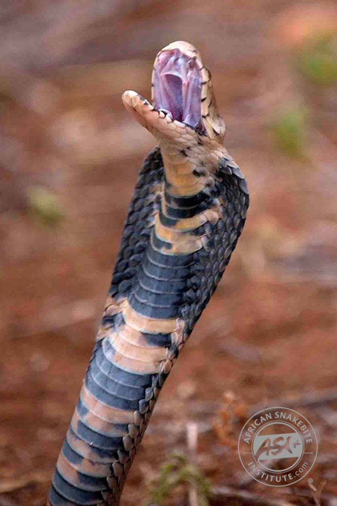 Mozambique Spitting Cobra - African Snakebite Institute