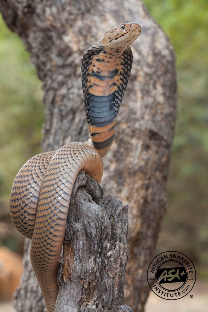 Mozambique Spitting Cobra - African Snakebite Institute