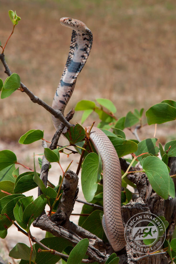 Mozambique Spitting Cobra - African Snakebite Institute