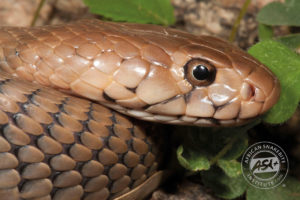 Mozambique Spitting Cobra - African Snakebite Institute