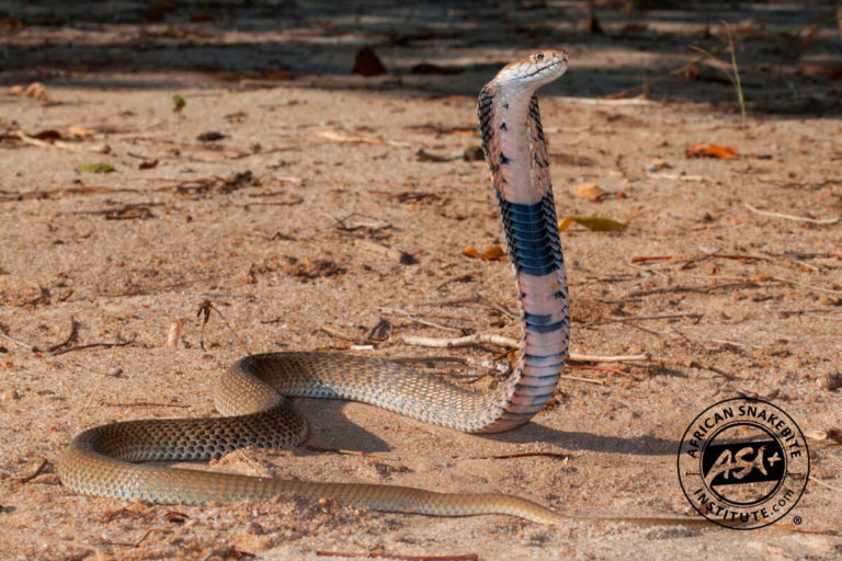 Mozambique Spitting Cobra - Africa - African Snakebite Institute