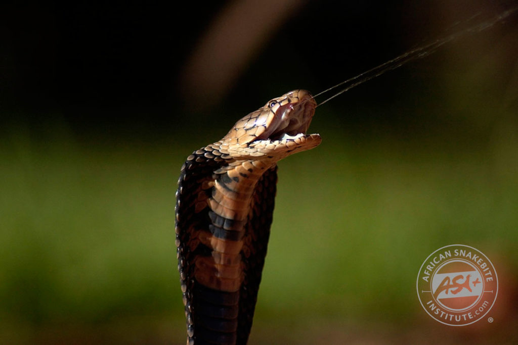 Mozambique Spitting Cobra - African Snakebite Institute
