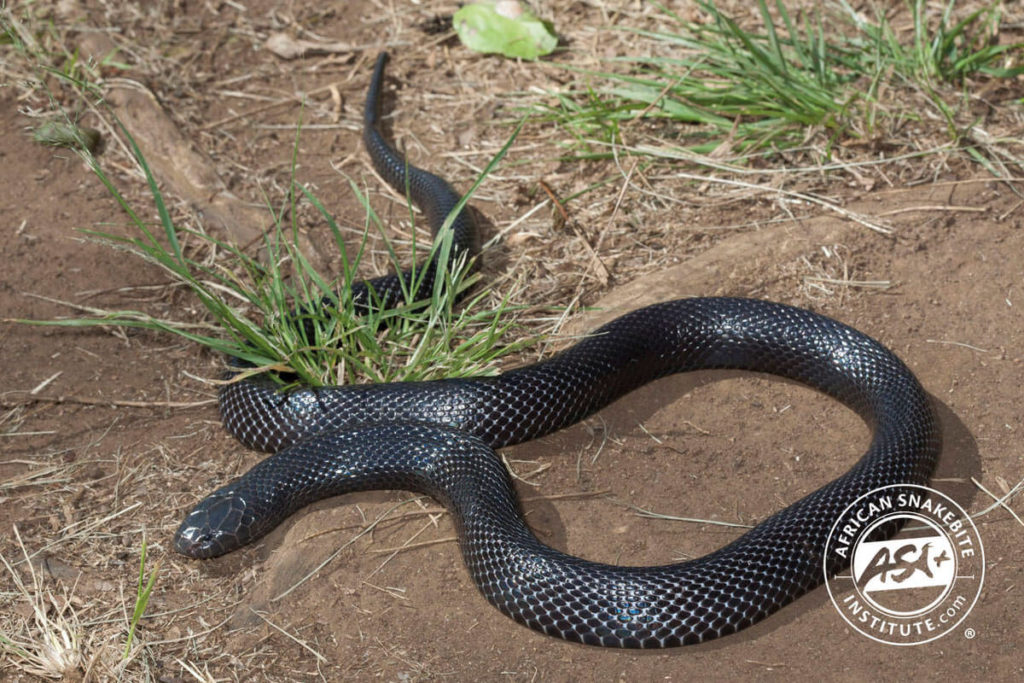 Natal Black Snake - African Snakebite Institute