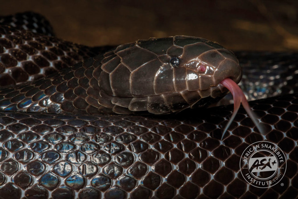 Natal Black Snake - African Snakebite Institute