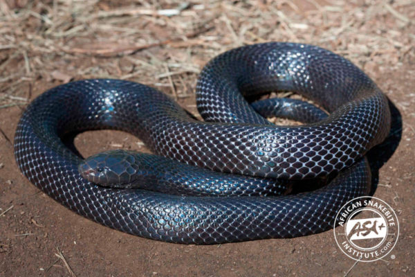 Natal Black Snake - African Snakebite Institute