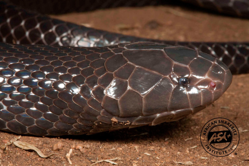 Natal Black Snake - African Snakebite Institute