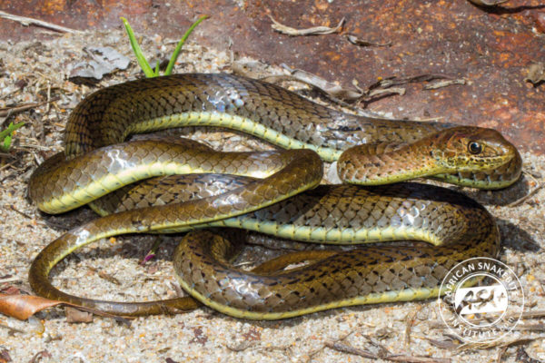 Olive Grass Snake - African Snakebite Institute