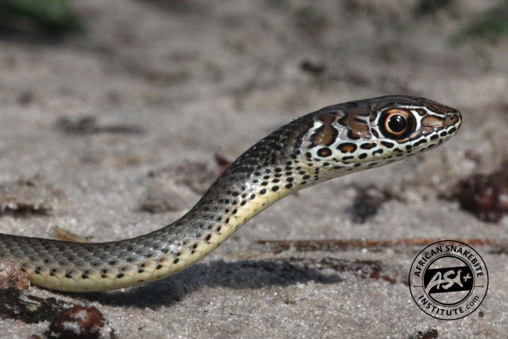 Olive Grass Snake - African Snakebite Institute