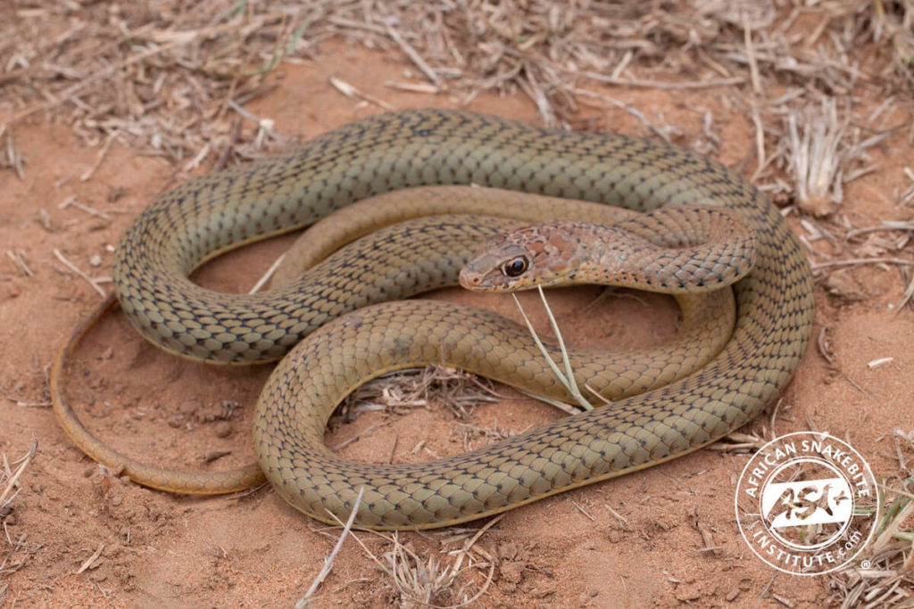 Olive Grass Snake - African Snakebite Institute