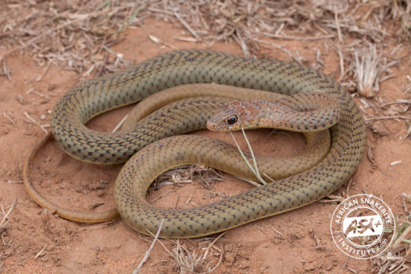 Olive Grass Snake - African Snakebite Institute