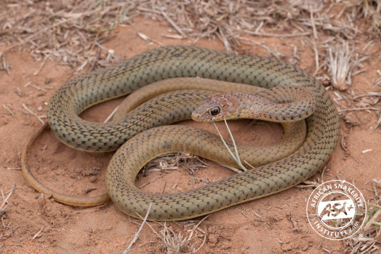 Olive Grass Snake - African Snakebite Institute