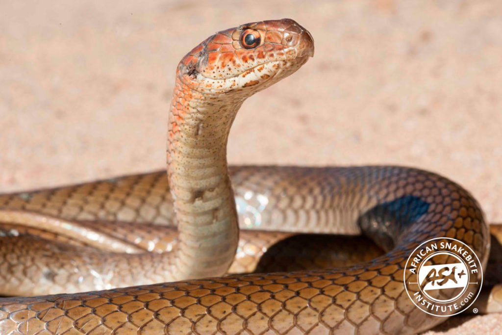 Olive Grass Snake - African Snakebite Institute