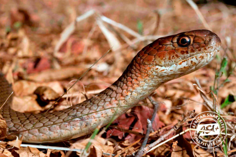Olive Grass Snake - African Snakebite Institute