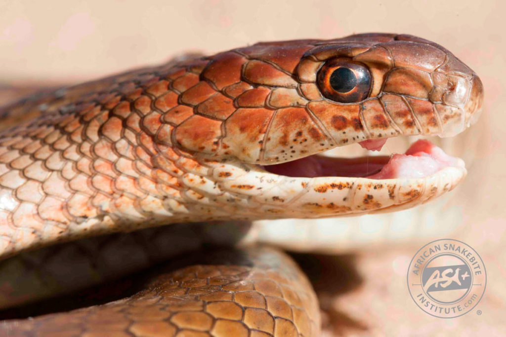Olive Grass Snake - African Snakebite Institute