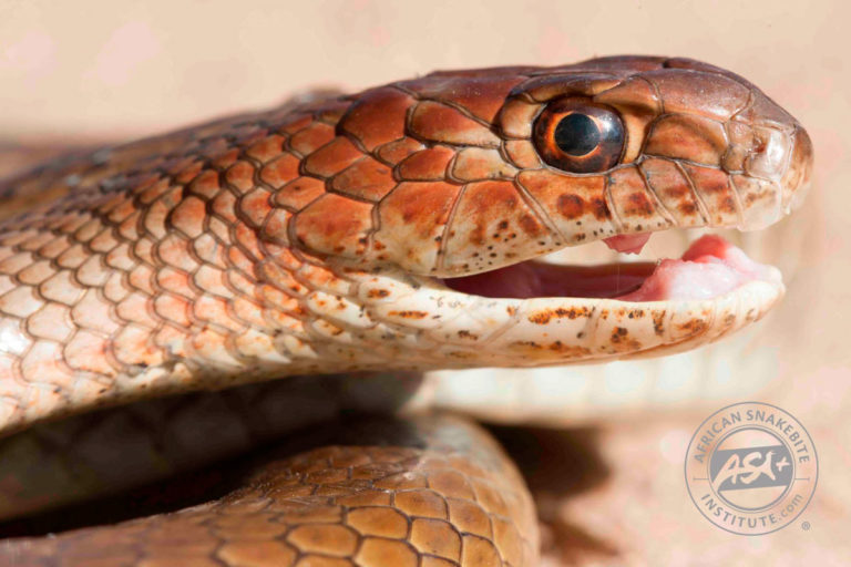Olive Grass Snake - African Snakebite Institute