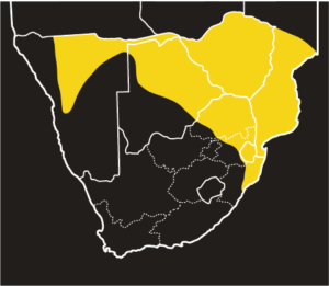 Olive Grass Snake - African Snakebite Institute