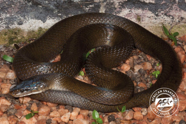 Olive Snake - African Snakebite Institute