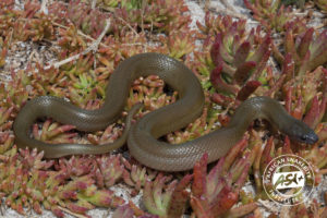 Olive Snake - African Snakebite Institute