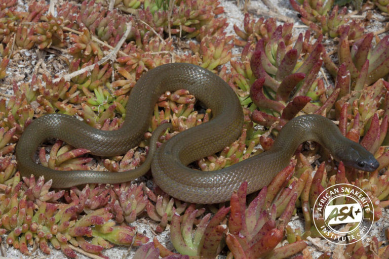 Olive Snake - African Snakebite Institute