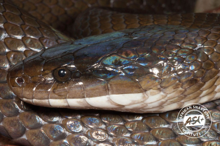 Olive Snake - African Snakebite Institute