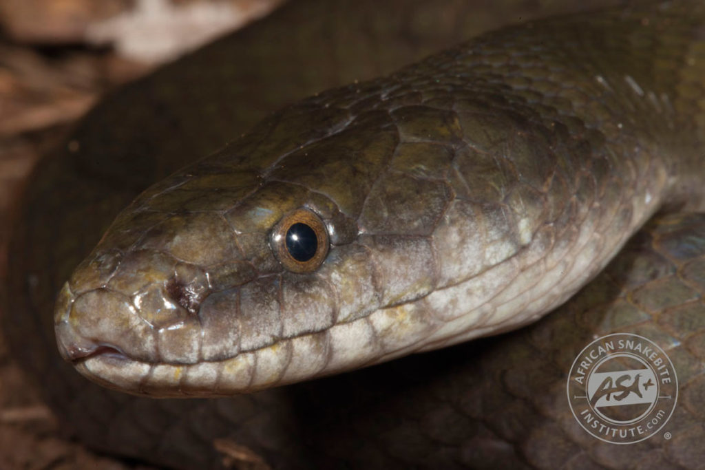 Olive Snake - African Snakebite Institute