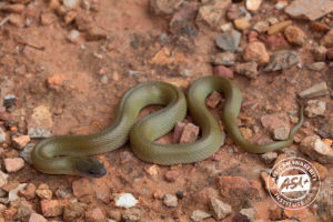 Olive Snake - African Snakebite Institute