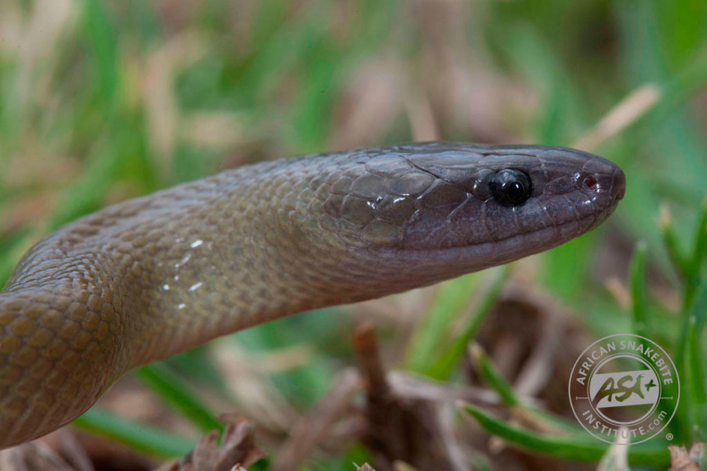 Olive Snake - African Snakebite Institute
