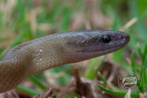 Olive Snake - African Snakebite Institute