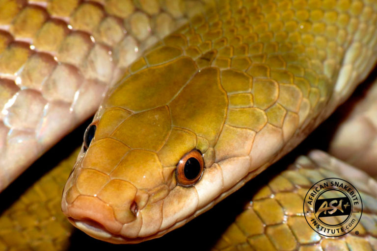 Olive Snake - African Snakebite Institute