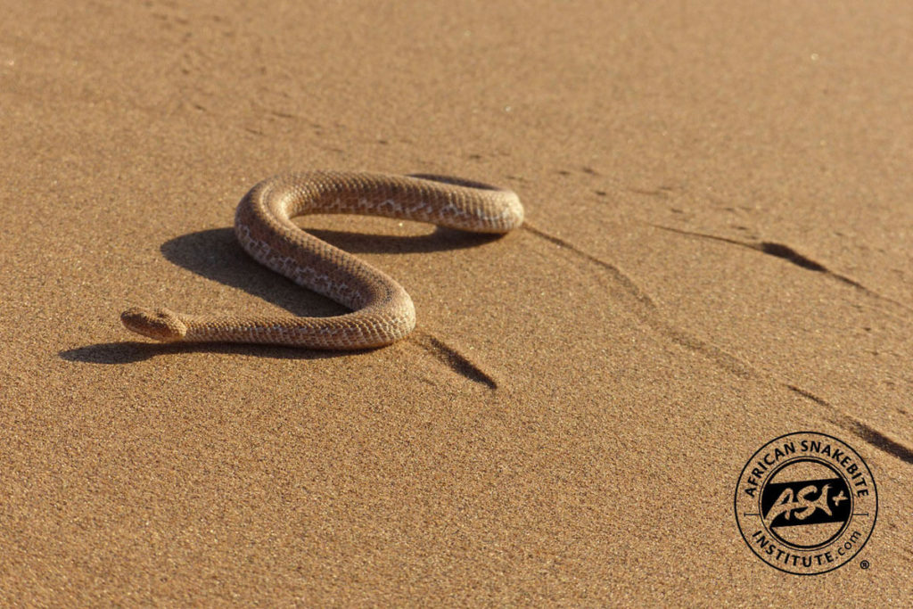 Péringuey’s Adder - African Snakebite Institute