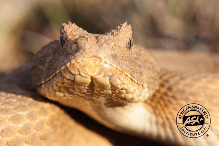 Plain Mountain Adder - African Snakebite Institute