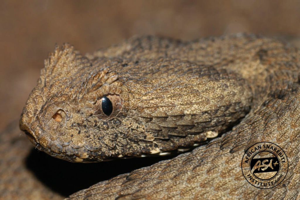 Plain Mountain Adder - African Snakebite Institute