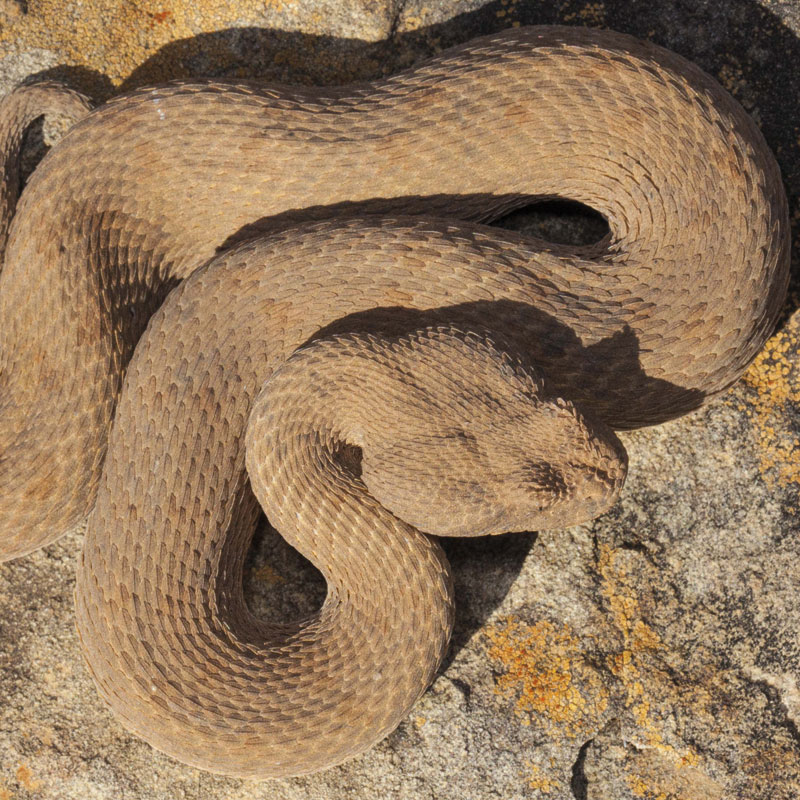 Plain Mountain Adder - African Snakebite Institute