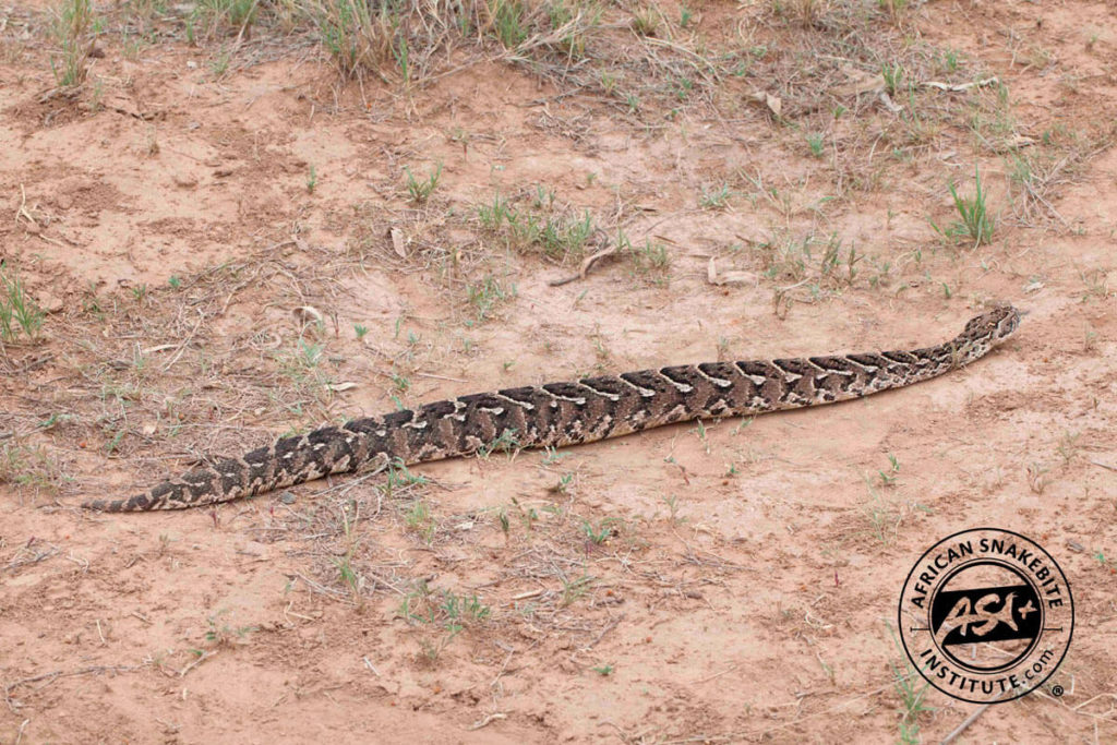 Puff Adder - African Snakebite Institute