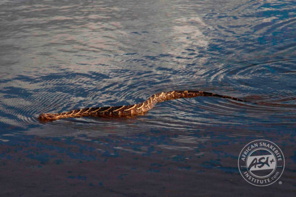 Puff Adder - African Snakebite Institute