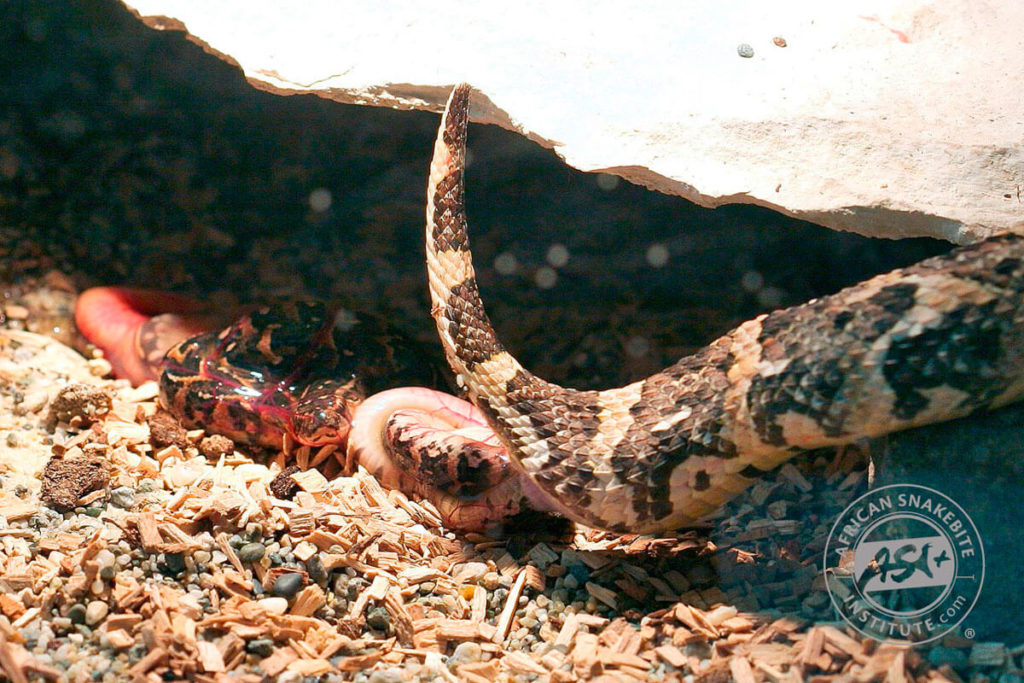 Puff Adder - African Snakebite Institute