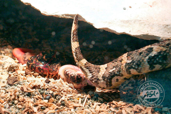 Puff Adder - African Snakebite Institute
