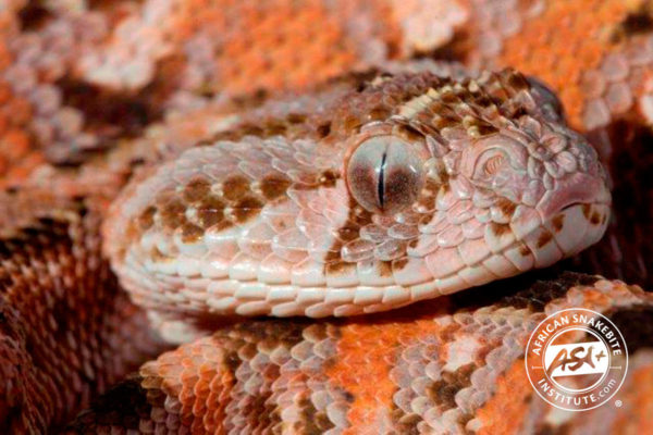 Puff Adder - African Snakebite Institute