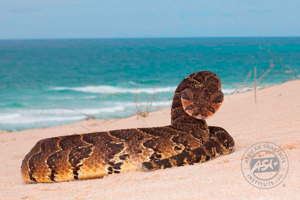Puff Adder - African Snakebite Institute