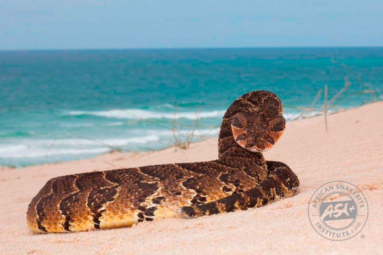 Puff Adder - African Snakebite Institute