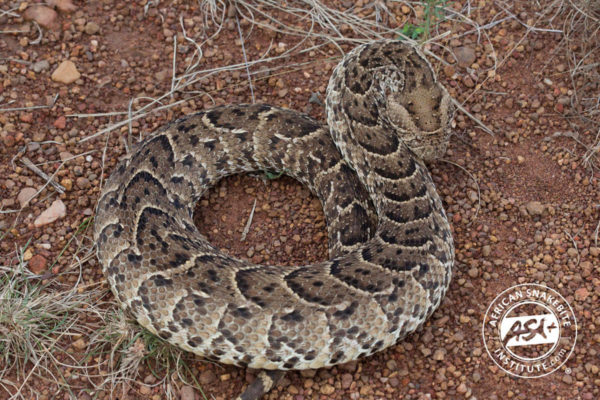 Puff Adder - African Snakebite Institute