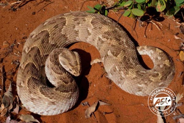 Puff Adder - African Snakebite Institute